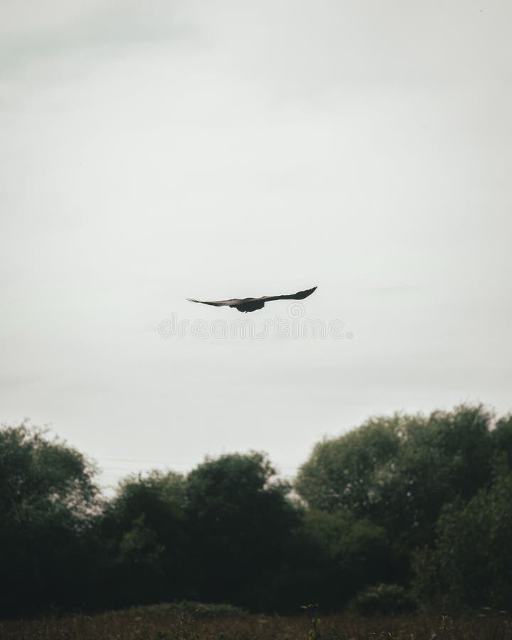 Vertical Shot of a Powerful Bird Flying Over a Park Stock Photo - Image ...