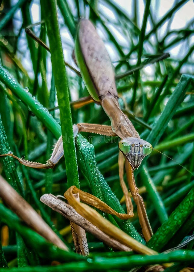 Vertical Shot of a Praying Mantis on the Green Wet Grass Stock Image ...
