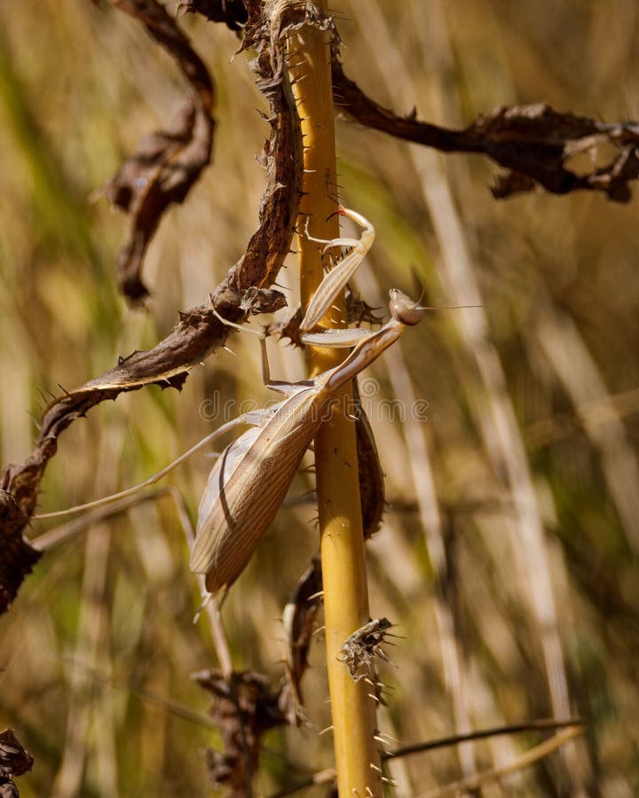 Vertical Shot of a Praying Mantis on a Plant. Stock Photo - Image of ...