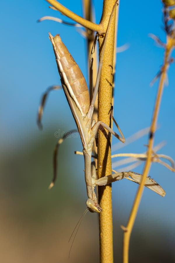 Vertical Shot of Praying Mantis Wrapped on a Branch Stock Image - Image ...