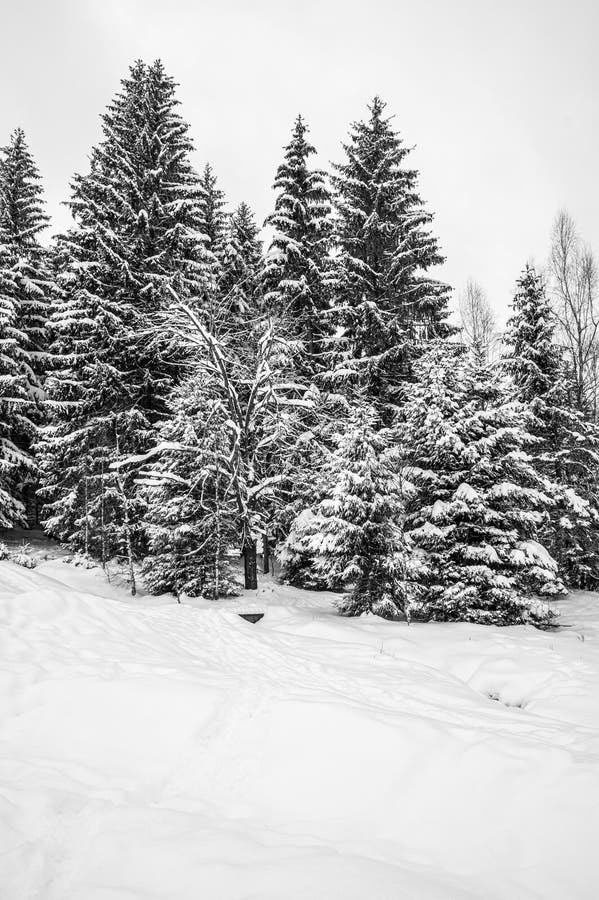 Vertical Shot of a Pristine Winter Forest Featuring Snow-covered Pine ...