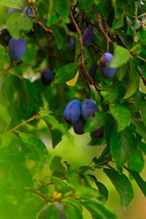 Vertical Shot of Prune Plum on Tree Branches Stock Photo - Image of ...