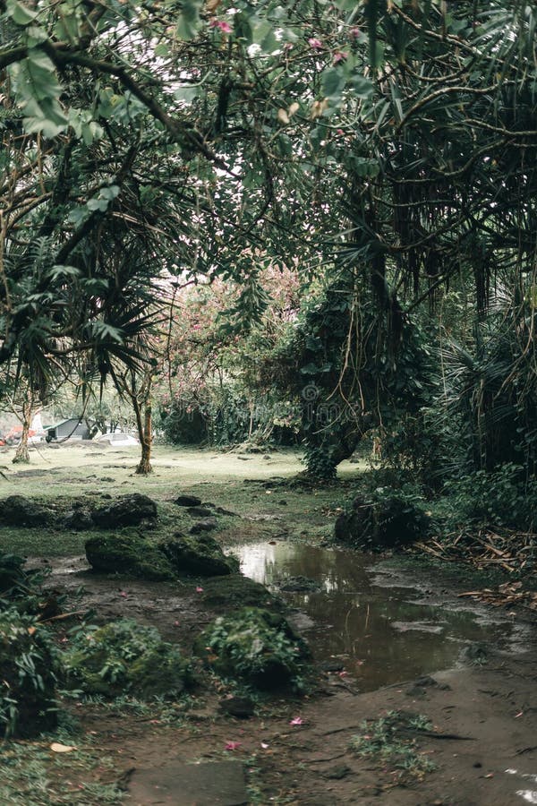Vertical of a Puddle in Green Tokugawa Park in Nagoya, Japan Stock ...