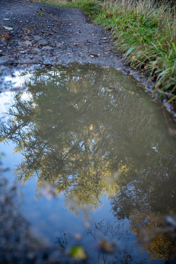 Vertical Shot of a Puddle Reflecting a High Green Tree Under the Blue ...