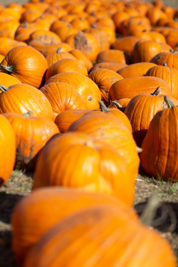 Vertical Shot of a Pumpkin Patch in Santa Cruz, California Stock Image ...
