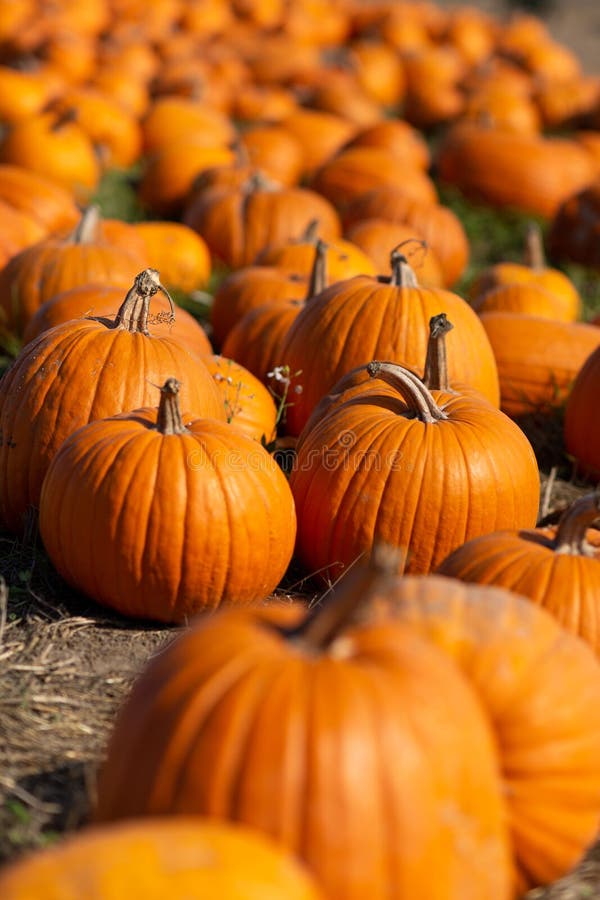 Vertical Shot of a Pumpkin Patch in Santa Cruz, California Stock Image ...