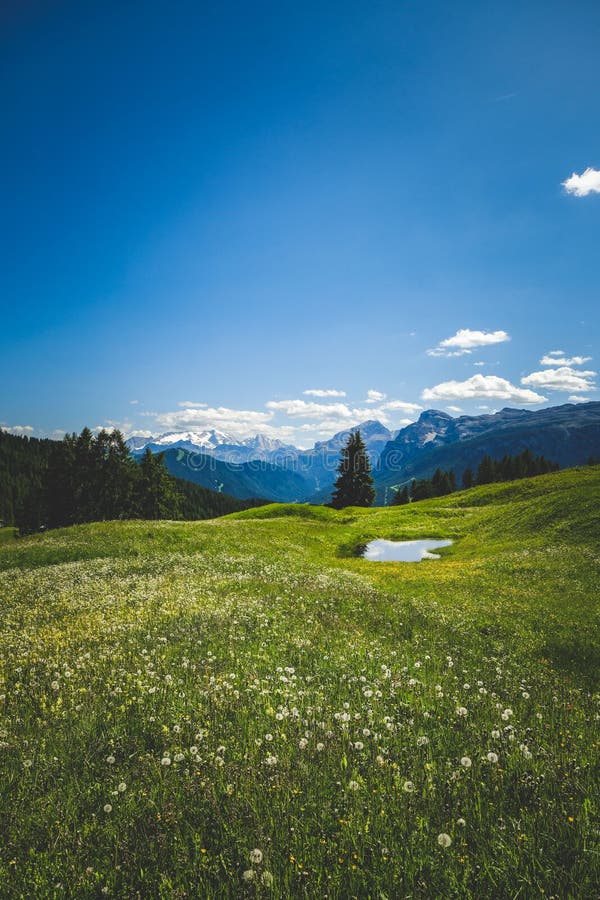 Vertical Shot of the Pure Scenery of Meadows and Spruce Trees on the ...
