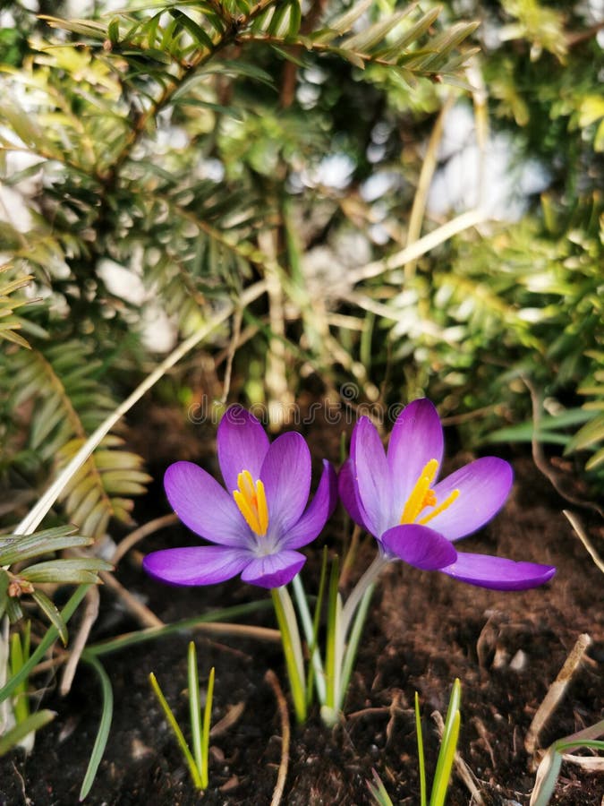 Vertical Shot of Purple Crocuses during Spring Stock Photo - Image of ...