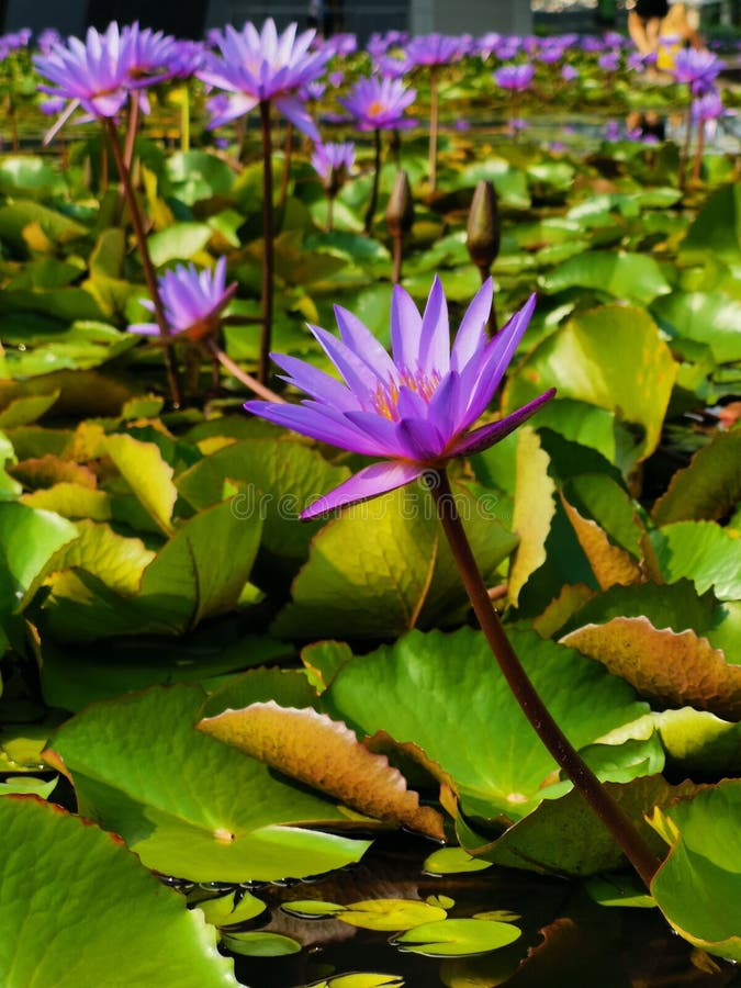 Vertical Shot of Purple Water Lilies in a Pond. Stock Photo - Image of ...
