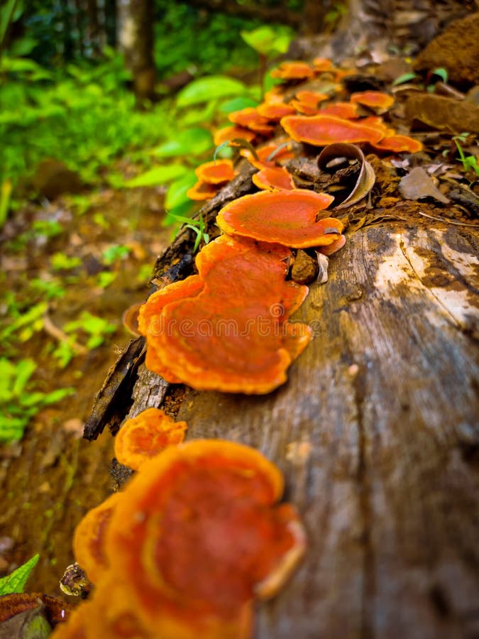Vertical Shot of the Pycnoporus Cinnabar Red in the Forest Stock Image ...