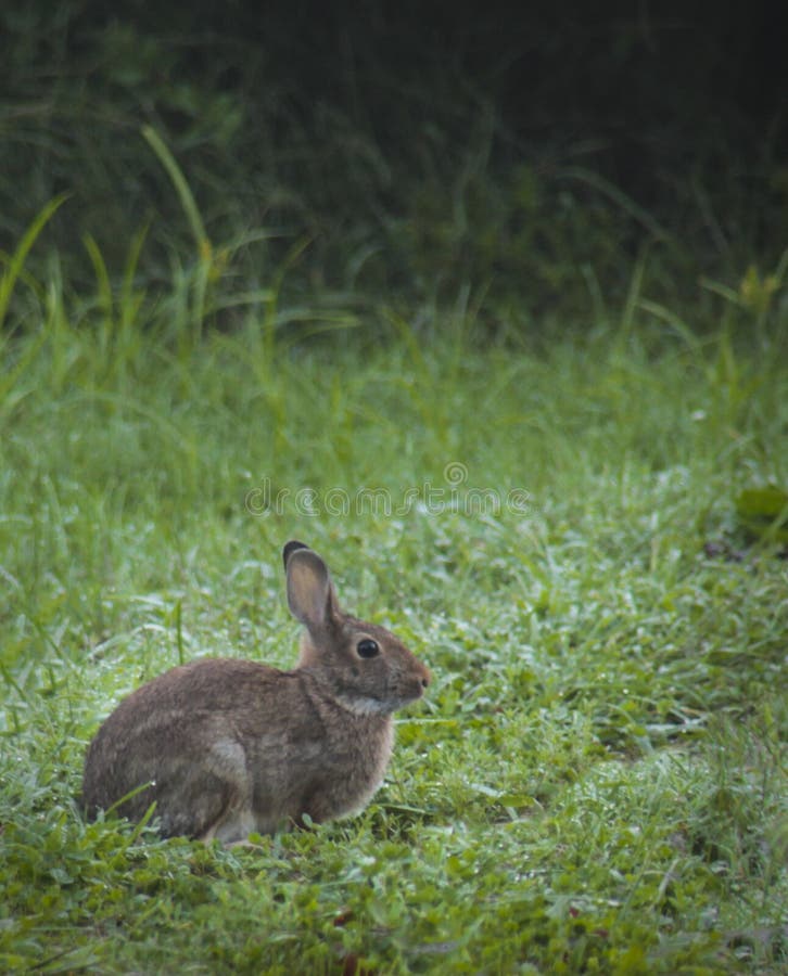 Vertical Shot a Rabbit Sitting on the Grass in a Field Captured on a ...