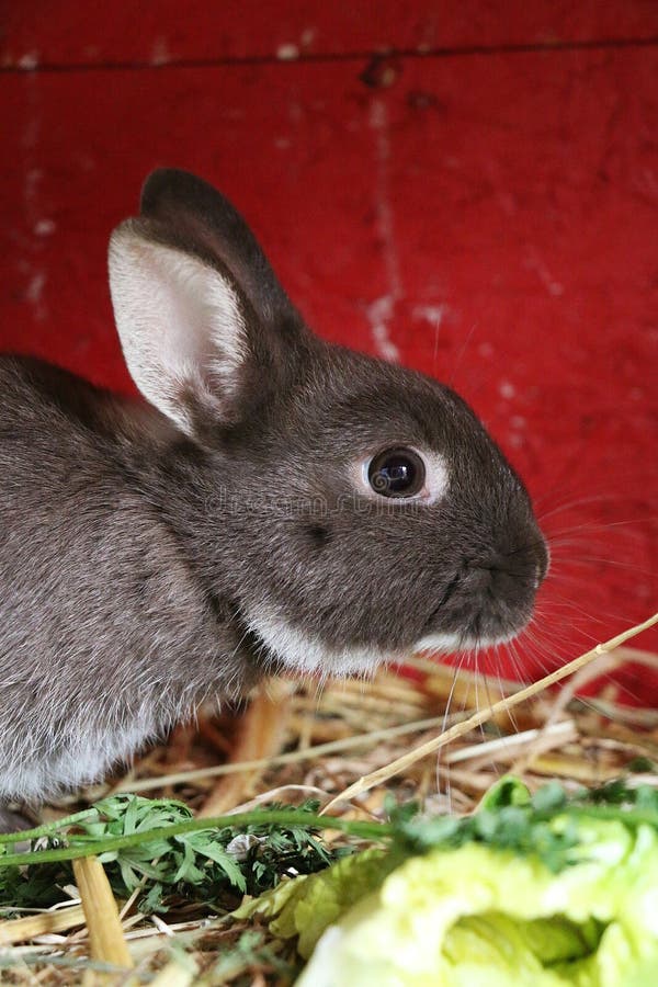 Vertical shot of a rabbit stock image. Image of animal - 196669475