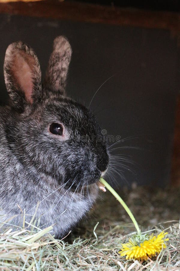 Vertical shot of a rabbit stock photo. Image of animal - 196669678