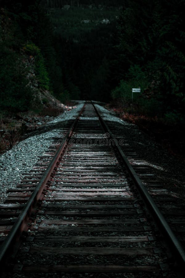 Vertical Shot of Railway Tracks in a Forest Stock Photo - Image of ...