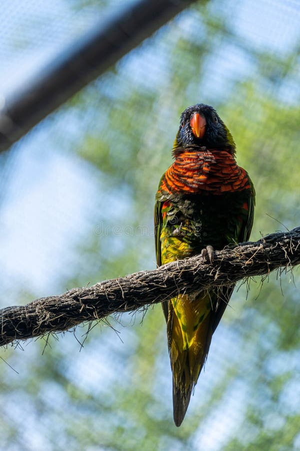 Vertical Shot of a Rainbow Lori on a Tree in a Zoo Stock Image - Image ...