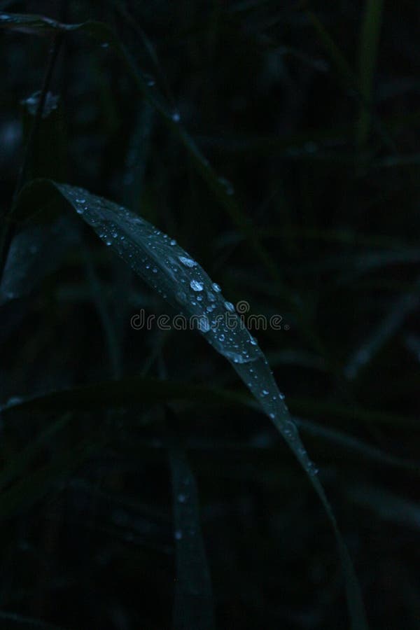 Vertical Shot of Raindrops on the Grass Stock Photo - Image of leaves ... Vertical Shot of Raindrops on the Grass Stock Photo - Image of leaves ...