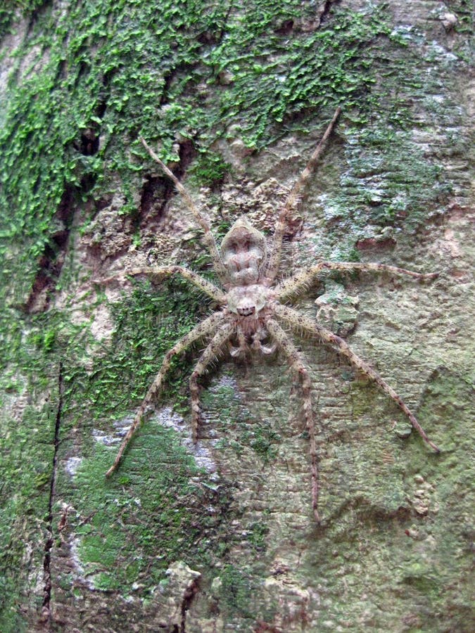 Vertical Shot of a Rare Spider on a Tree Covered with Moss Stock Image ...