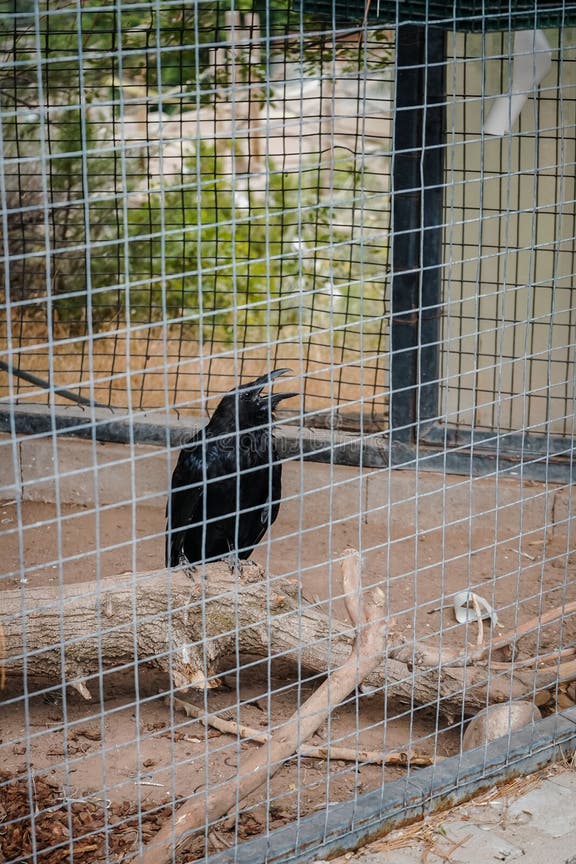 Vertical Shot of Raven Captive at the Zoo Stock Image - Image of farm ...