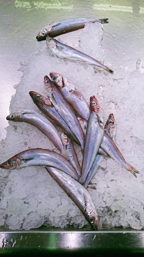 Vertical Shot of Raw Blue Whiting Fish on Ice in a Container Stock ...