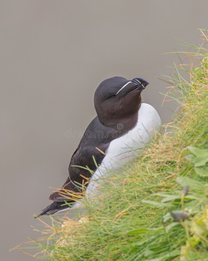 Vertical Shot of a Razorbill Bird Settled in the Grass Stock Photo ...