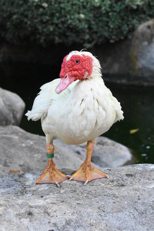 Vertical Shot of a Red-beak White Duck Standing on a Rock Stock Photo ...