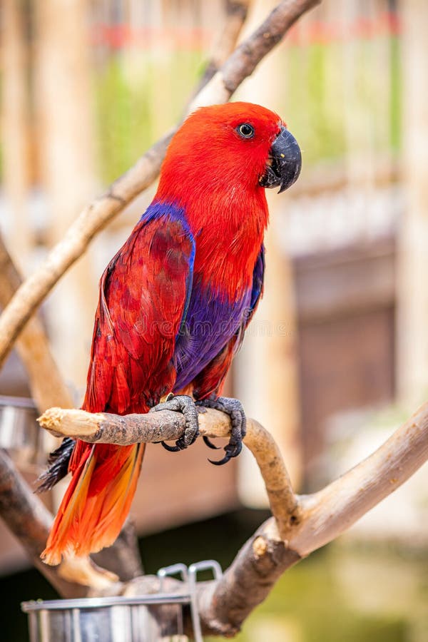 Vertical Shot of a Red and Blue Parrot Sitting on the Tree Stock Image ...