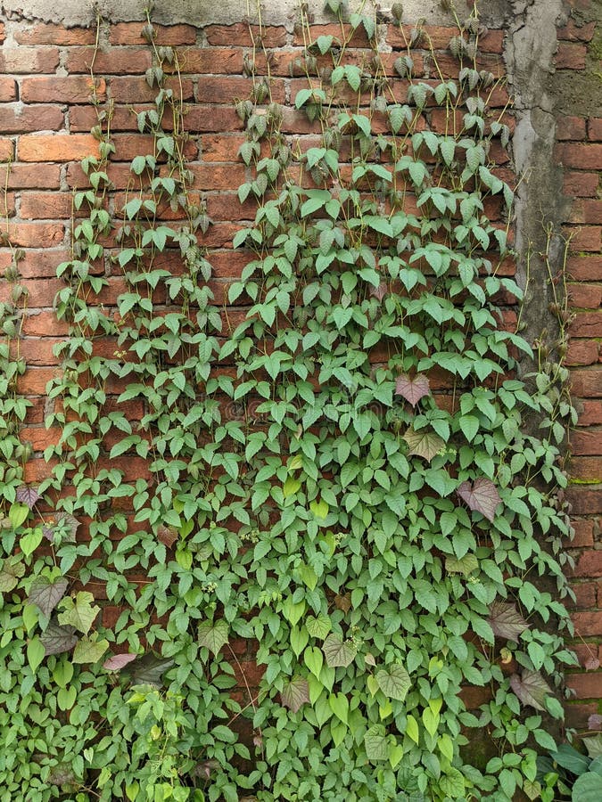 Vertical Shot of a Red Brick Wall Texture Overgrown with Ivy Stock ...