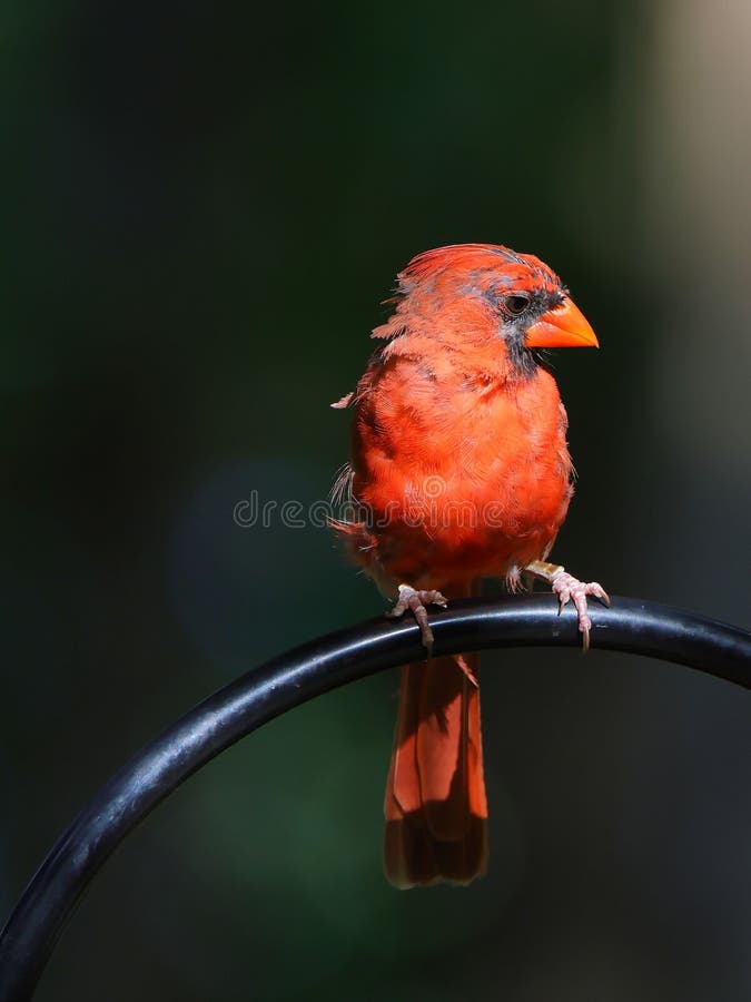 Vertical Shot of a Red Cardinal Bird Stock Photo - Image of natural ...