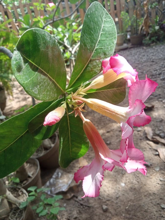 Red Cempaka Flower Stock Photos - Free & Royalty-Free Stock Photos from ...