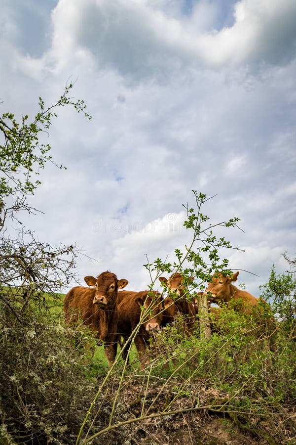 Vertical Shot of the Red Cows in the Field in Germany Stock Photo ...