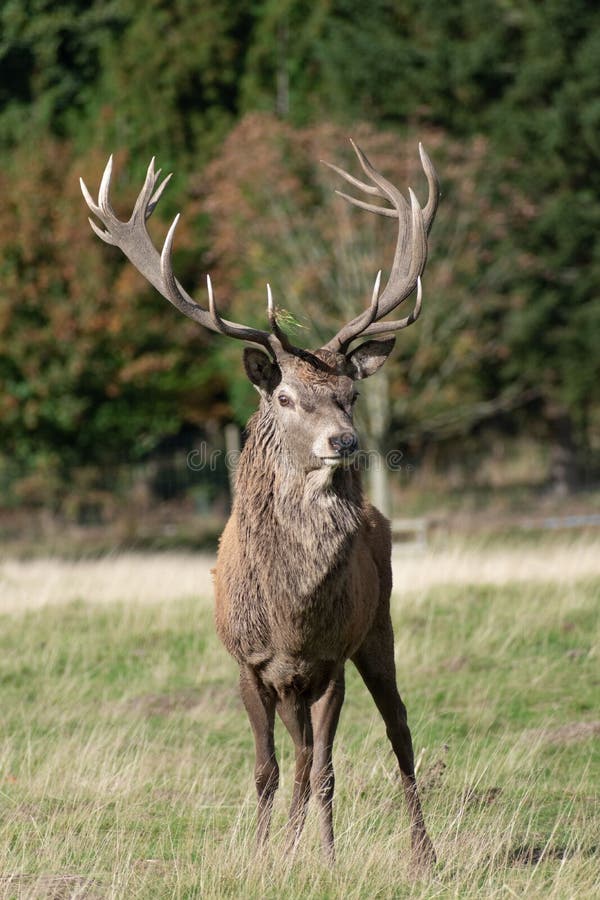 Vertical Shot of a Red Deer Standing in the Field with a Background of ...