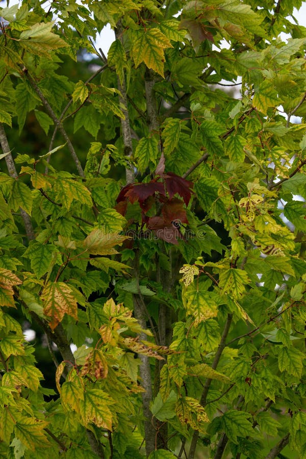 Vertical Shot of a Red Filbert Growing on the Tree Stock Photo - Image ...