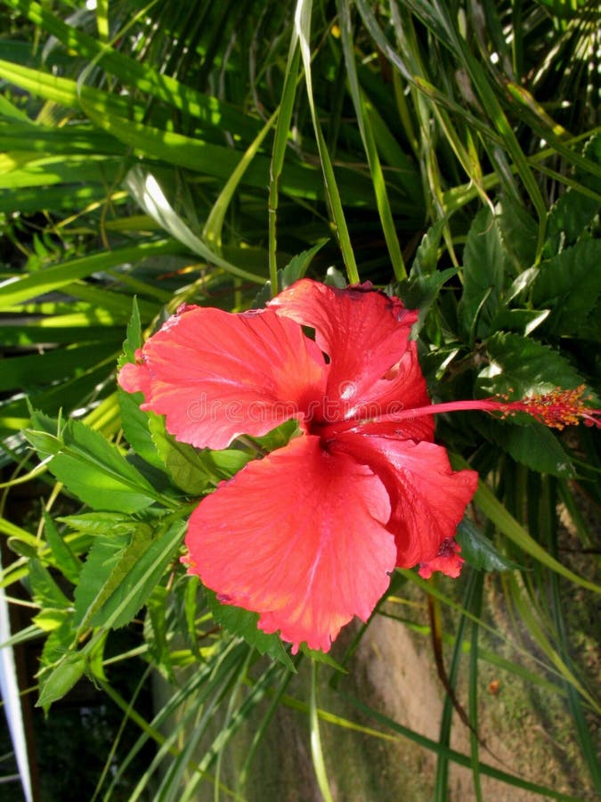 Vertical Shot of a Red Flower in Bora Bora. French Polynesia Stock ...