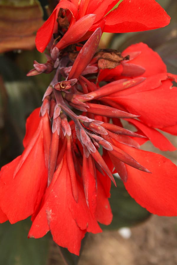 Vertical shot red flowers stock image. Image of center - 98035767