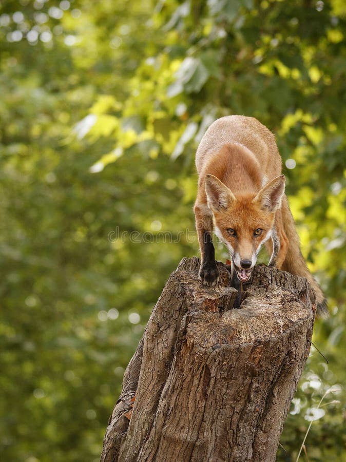 Vertical Shot of a Red Fox on a Tree Stump in a Forest Stock Image ...