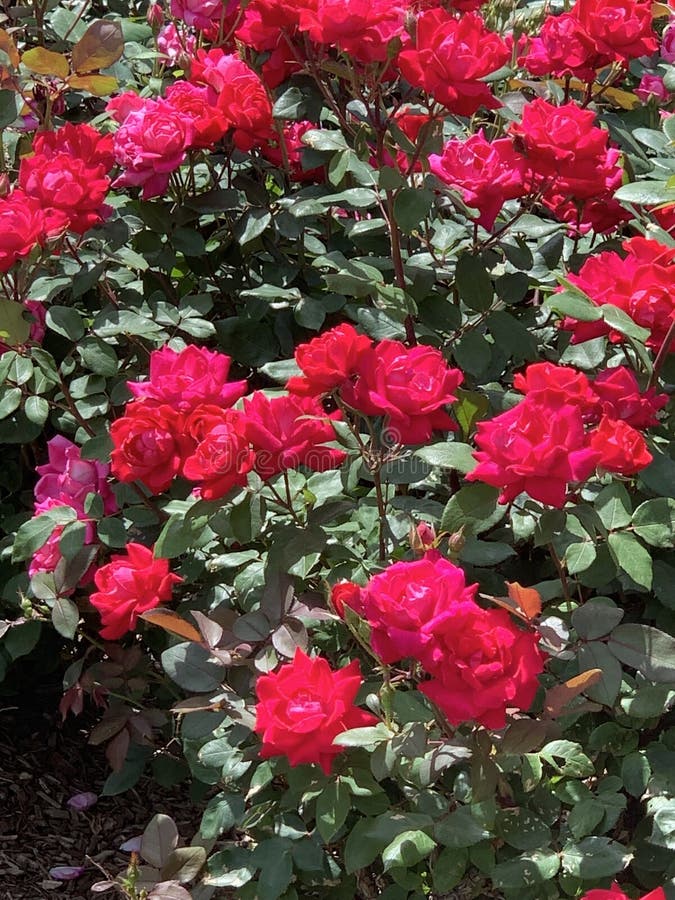 Vertical Shot of a Red Garden Rose at Daytime Stock Photo - Image of ...