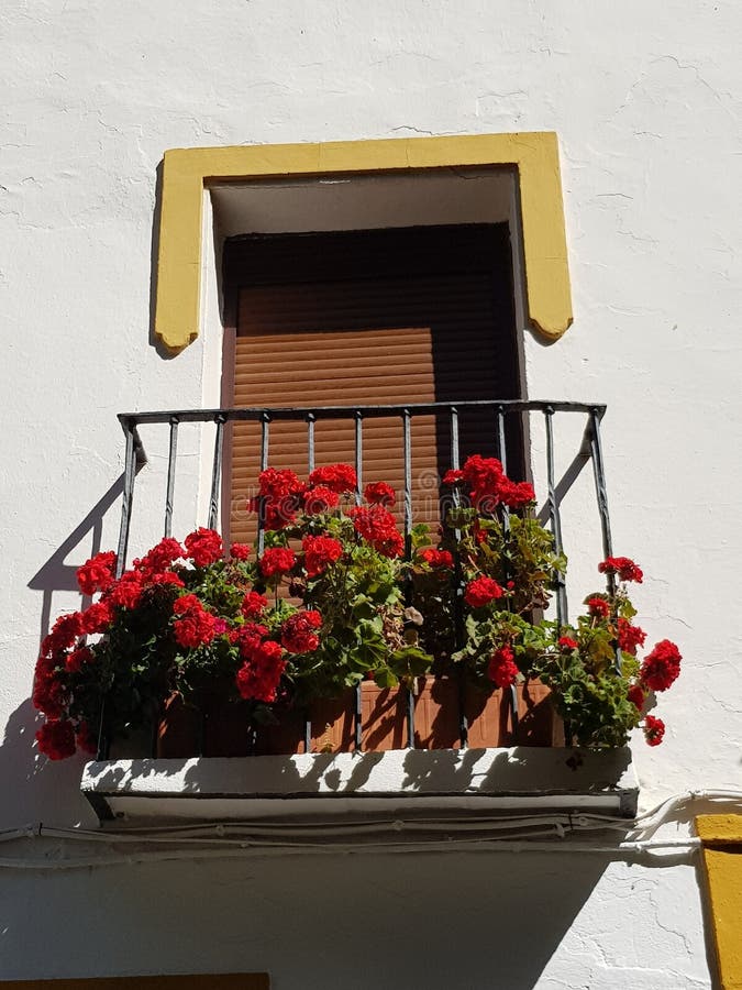 Vertical Shot of Red Geraniums in a Balcony Stock Image - Image of ...