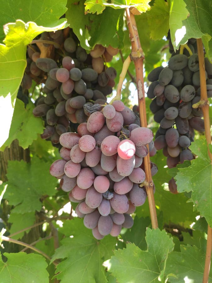 Vertical Shot of Red Grapes Growing in the Vineyard Stock Photo - Image ...