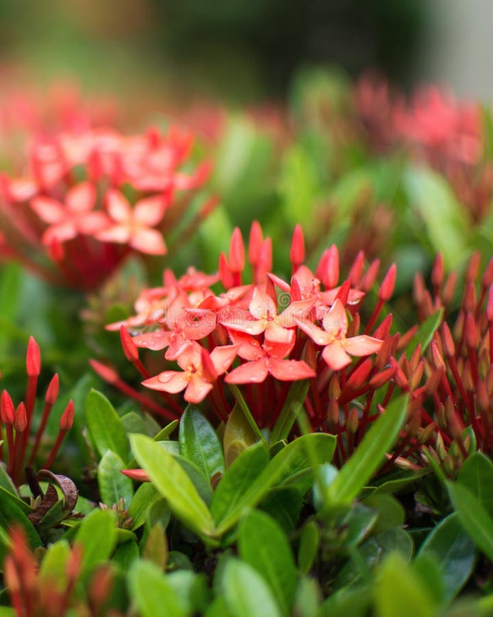 Vertical Shot of Red Jasmine Flowers Stock Image - Image of flowers ...