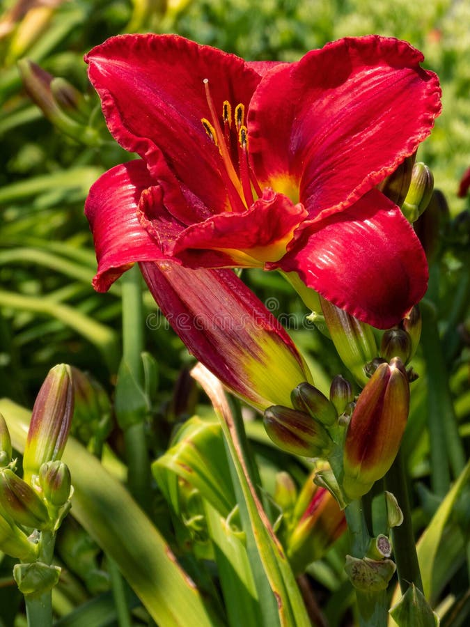 Vertical Shot of the Red Lily Flower Stock Image - Image of nature ...