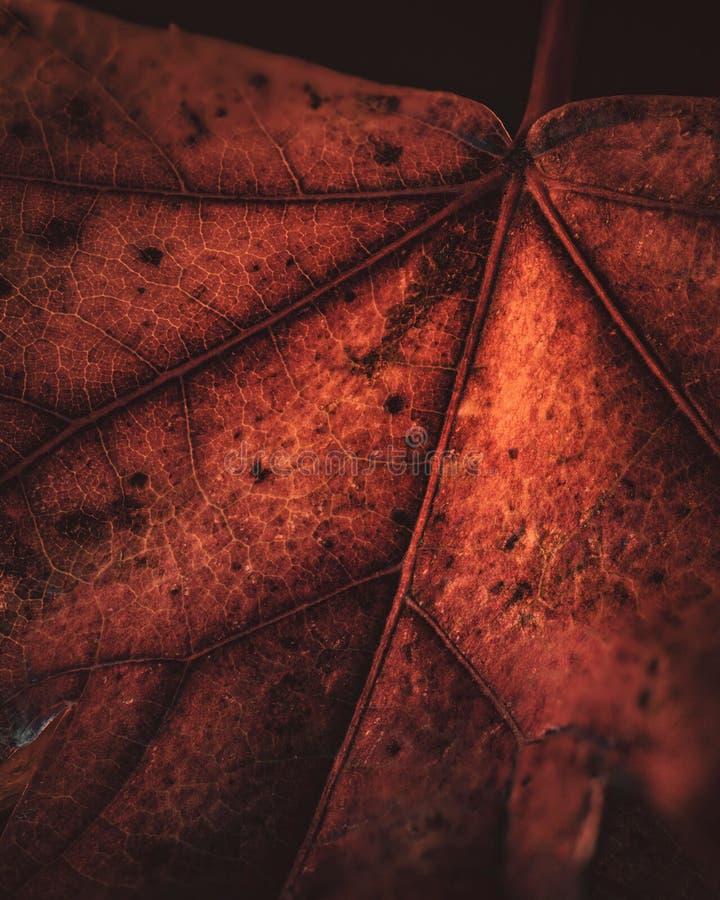 Vertical Shot of the Red Maple Leaf with a Dark Vintage Effect ...