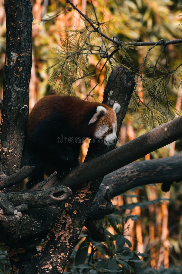 Vertical Shot of Red Panda on Tree Stock Photo - Image of cute, little ...
