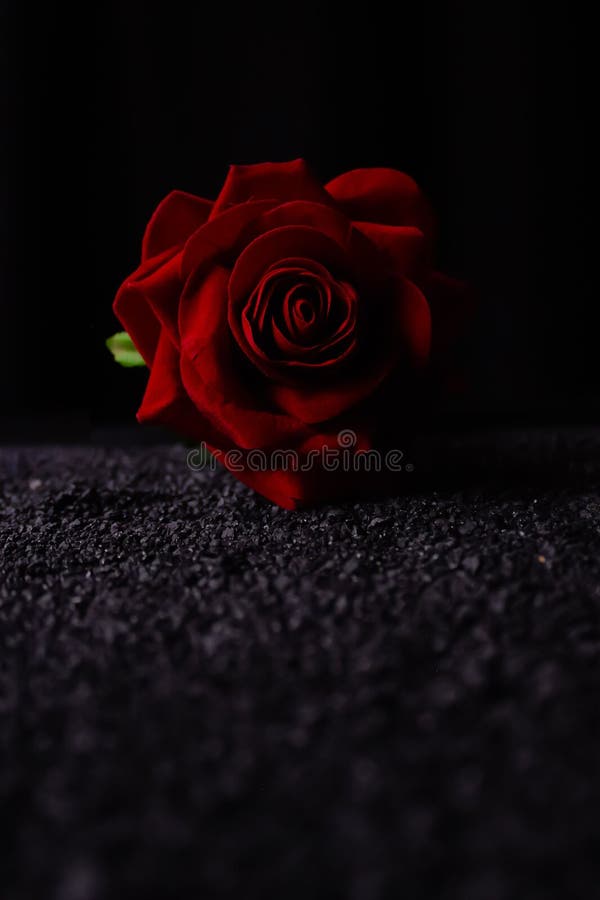 Vertical Shot of Red Rose on Ground Stock Image - Image of nature ...