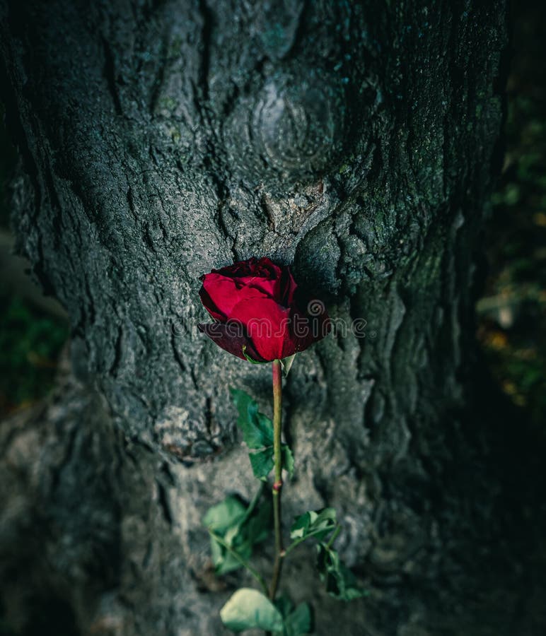 Vertical Shot of the Red Rose Leaned on the Tree - Great for Wallpapers ...