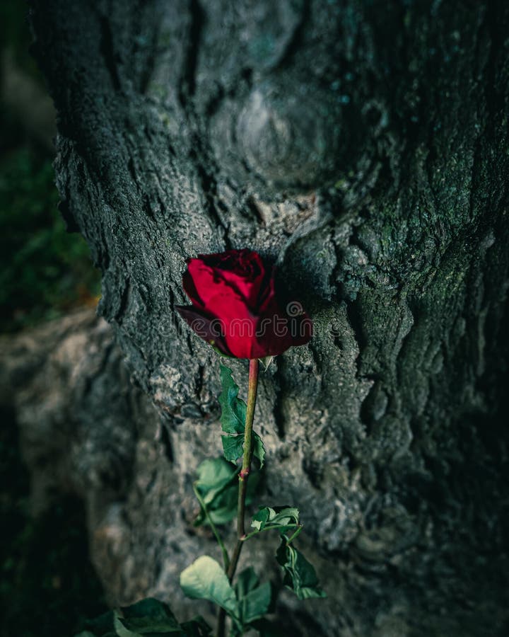 Vertical Shot of the Red Rose Leaned on the Tree - Great for Wallpapers ...