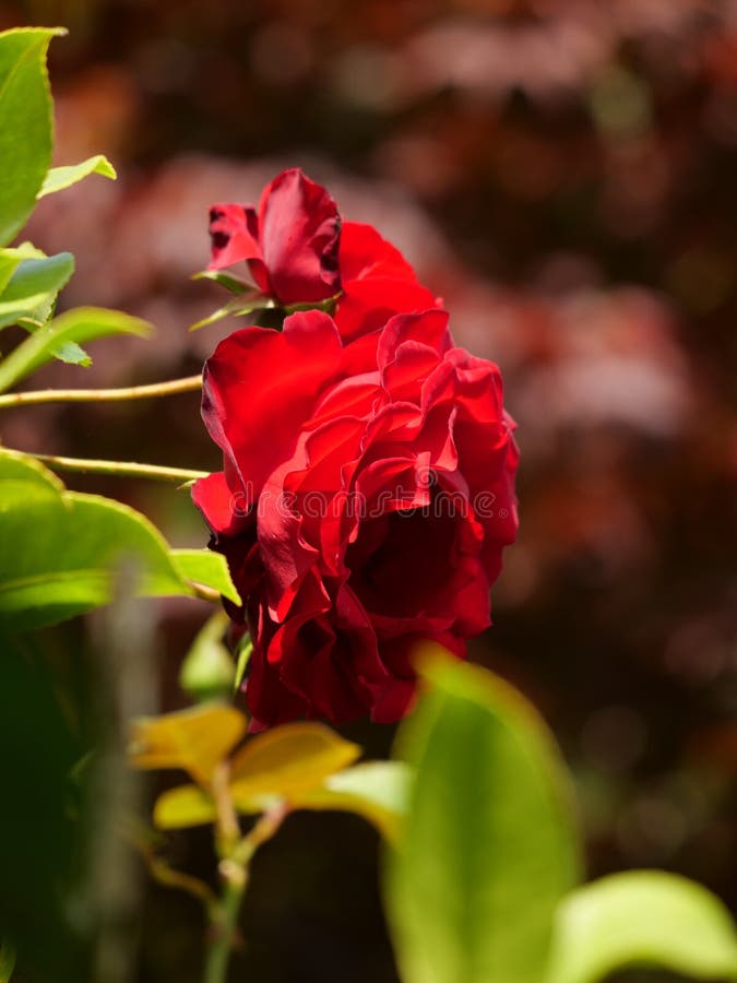 Vertical Shot of a Red Rose Under the Sunlight Stock Image - Image of ...
