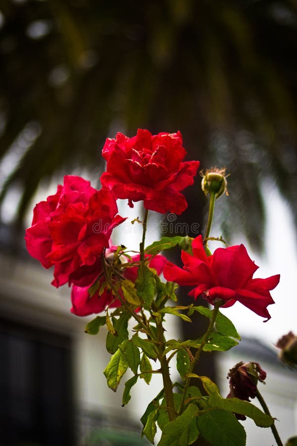 Vertical Shot of Red Roses in the Garden Stock Image - Image of garden ...