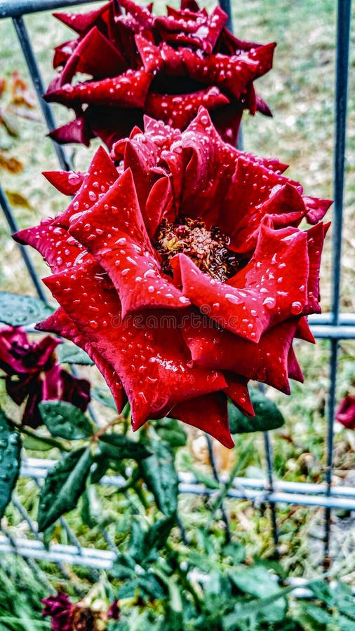 Vertical Shot of Red Roses with Pots in the Garden Stock Photo - Image ...