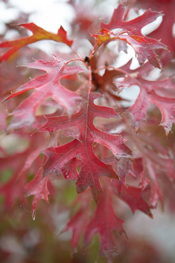 Vertical Shot of Red Scarlet Oak Tree Leaves Outdoors Stock Photo ...