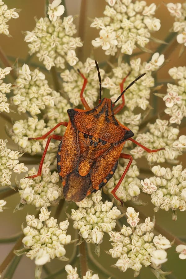 Vertical Shot of a Red Shield Bug on a White Flower Stock Image - Image ...